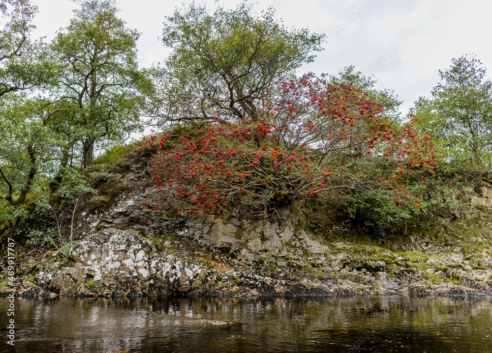 Rowan Tree Growing From a Cliff overhanging a River. Taken along the ...