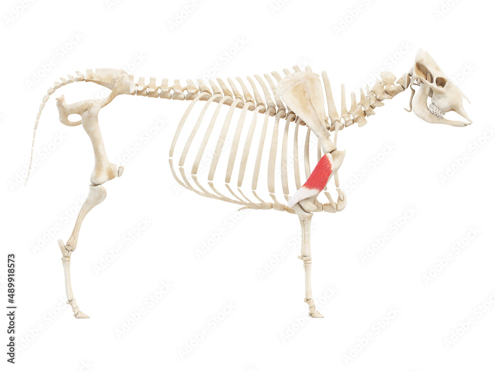 3d rendered anatomy illustration of the cows muscles - the triceps ...