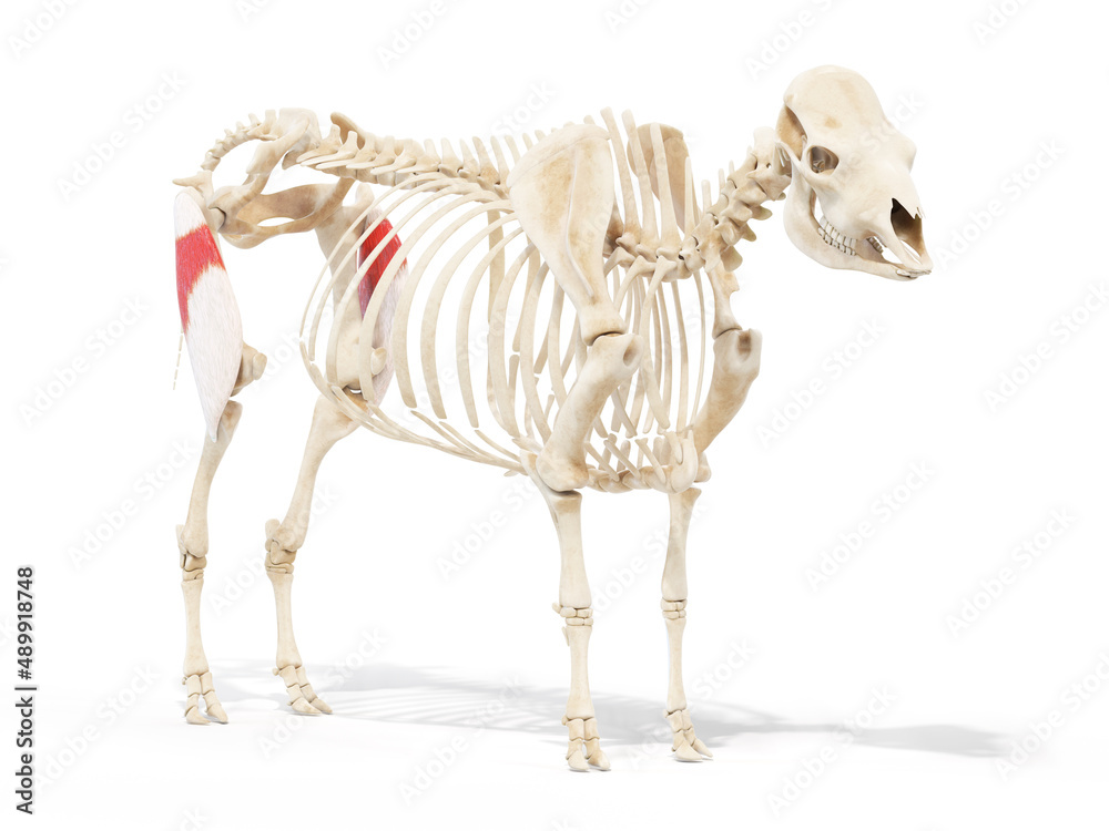3d rendered anatomy illustration of the cows muscles - the vastus ...