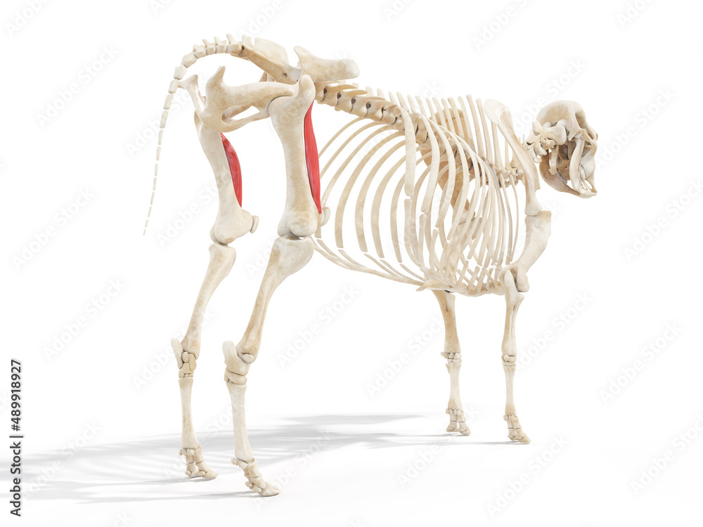 3d rendered anatomy illustration of the cows muscles - the vastus ...