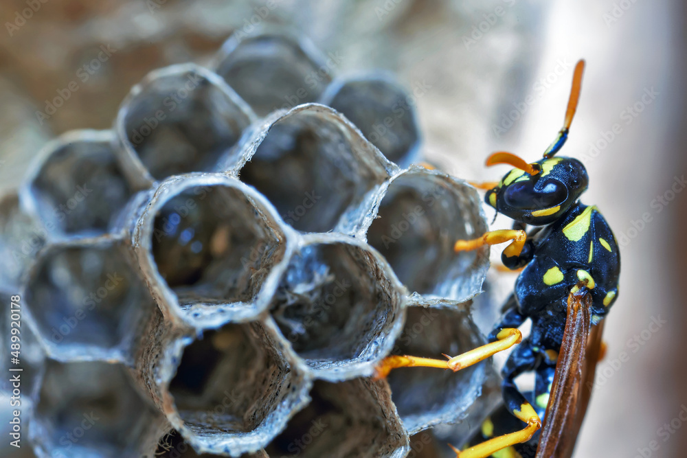 Paper Wasp Queen Builds Her Nest Stock Photo | Adobe Stock