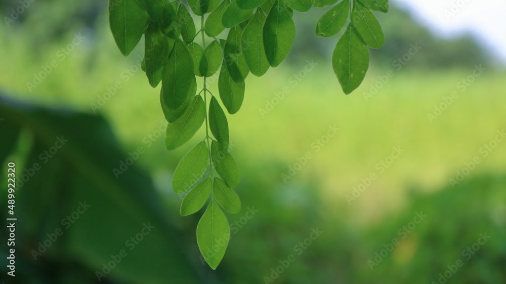 Drumstick tree, Moringa Tree Image. Natural Green Moringa leaves in the ...