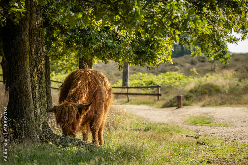 Highland cow grazing under a tree with a blurred background in Dutch ...