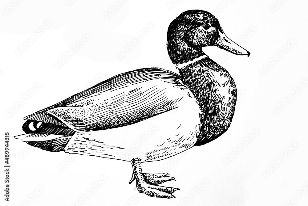 Handdrawn illustration of duck, black ink pen Stock Illustration ...