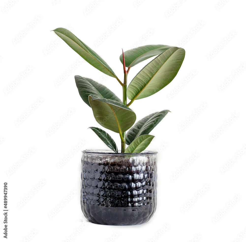 Beautiful Indoor plant Rubber Plant tree in pot isolated clipping path ...