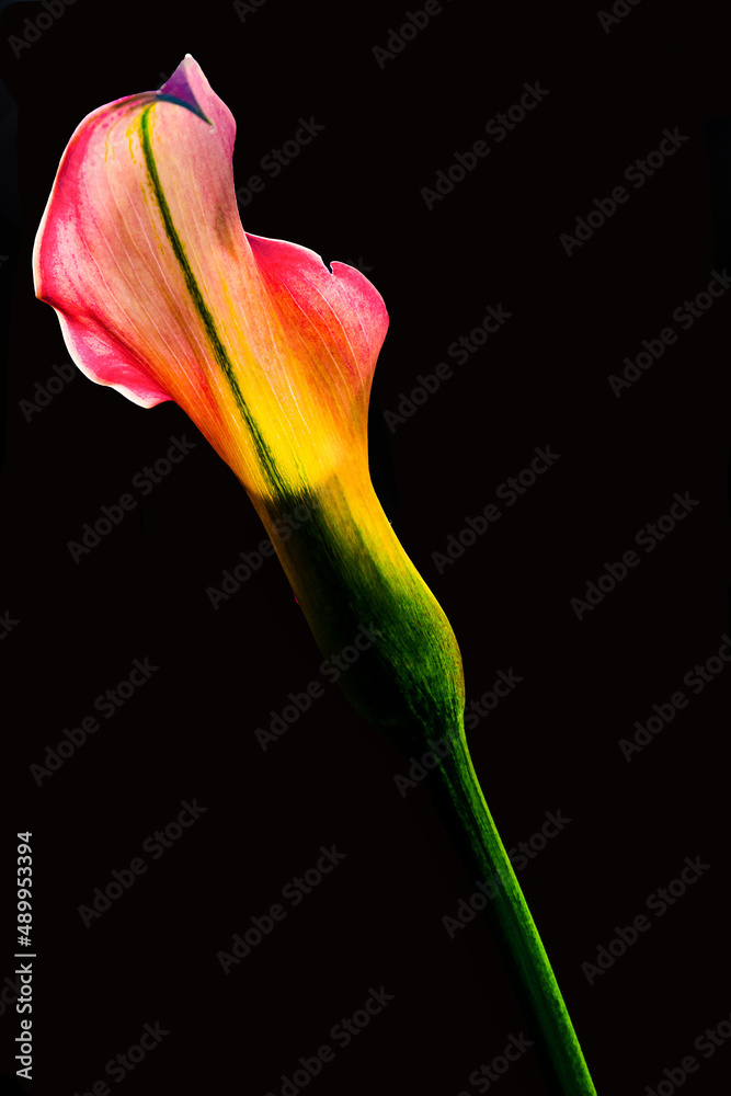 CALA ROJA FONDO NEGRO Stock Photo | Adobe Stock