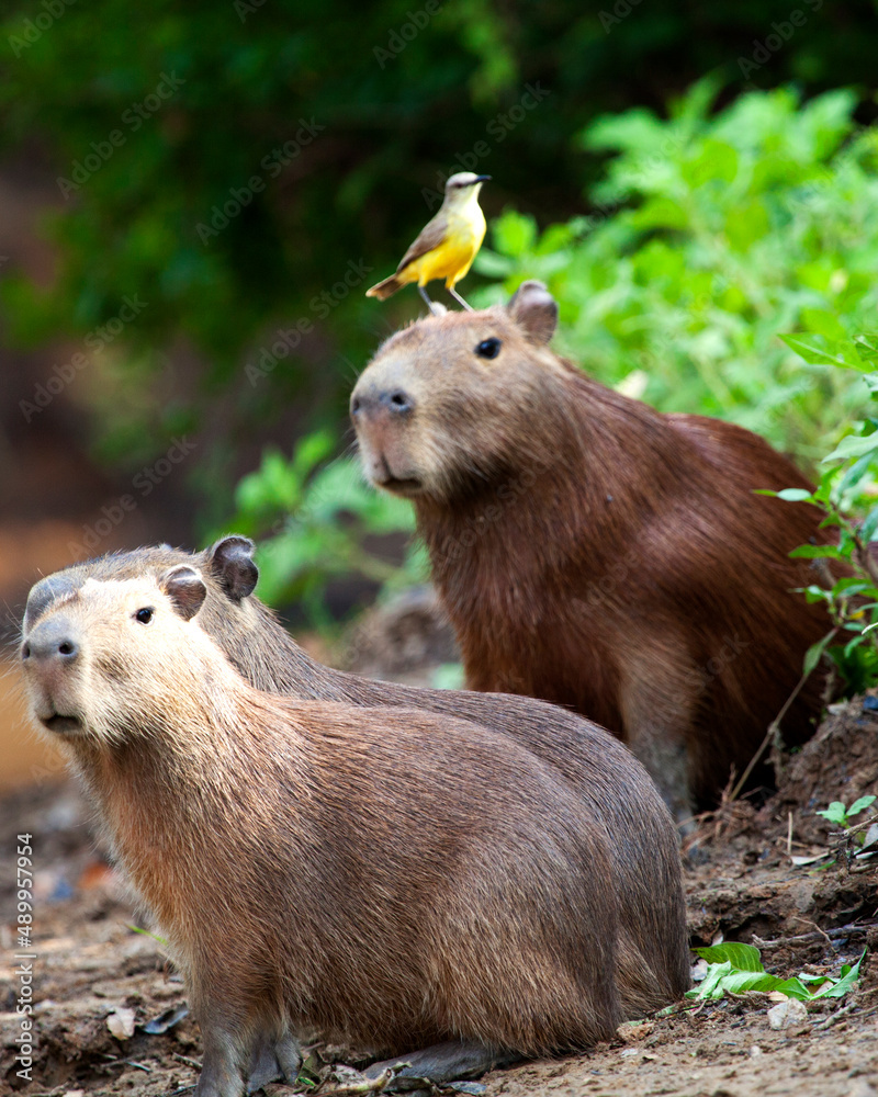 Closeup portrait of Capybara family (Hydrochoerus hydrochaeris) sitting ...
