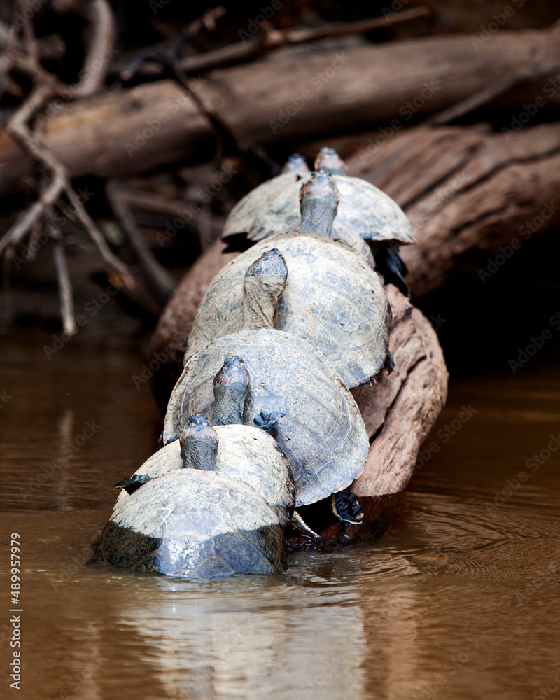 Closeup portrait of Yellow-spotted River turtles (Podocnemis unifilis ...