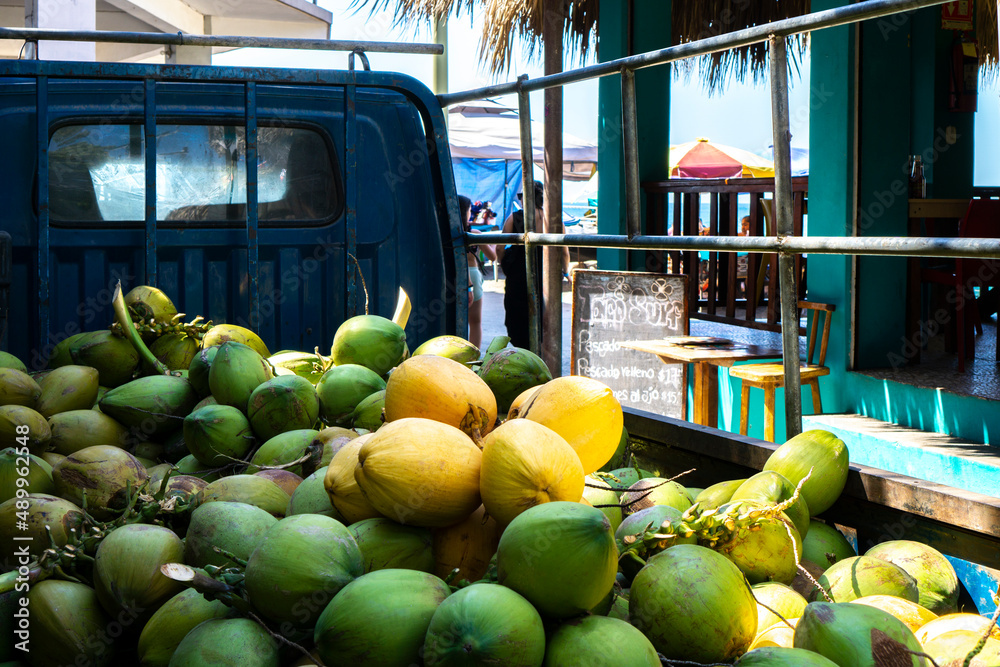 Foto de Pile of fresh coconuts transported on a pick up truck for ...