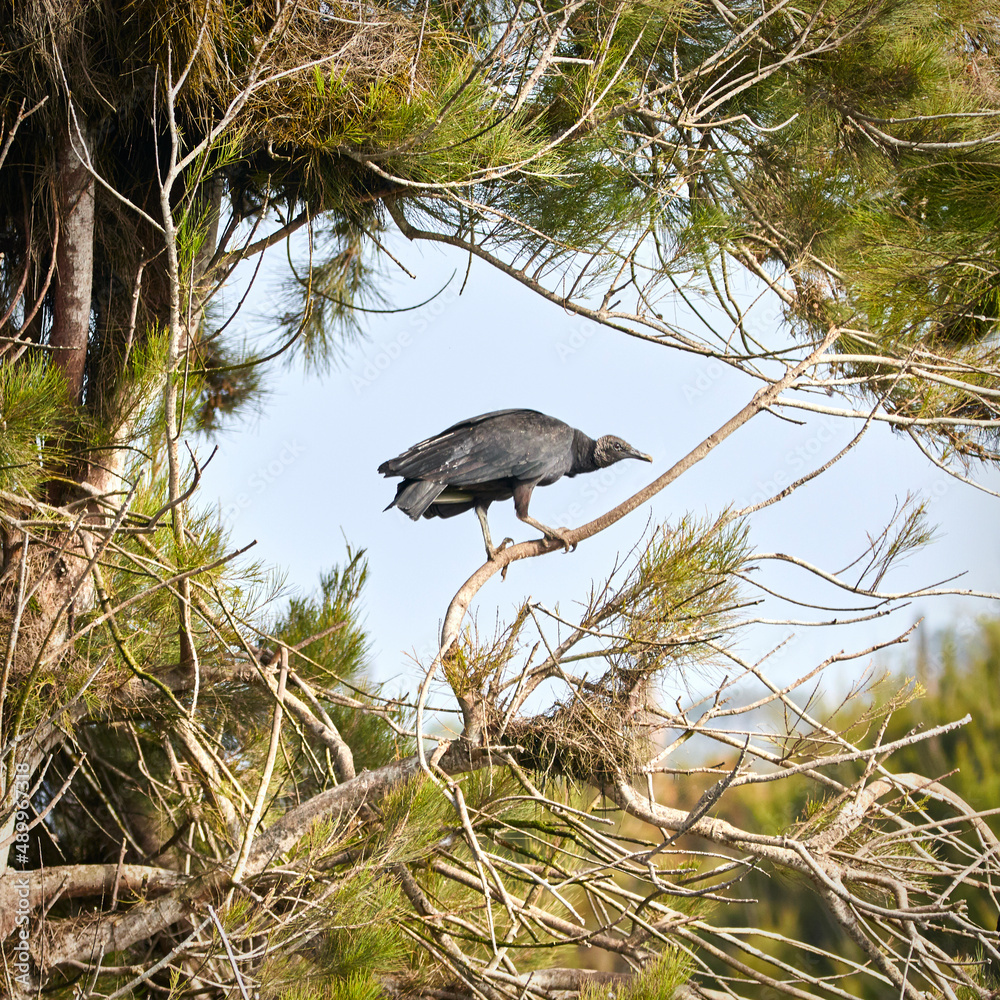Gallinazo among trees in Pantanos de Villa. Vulture in leafy ...