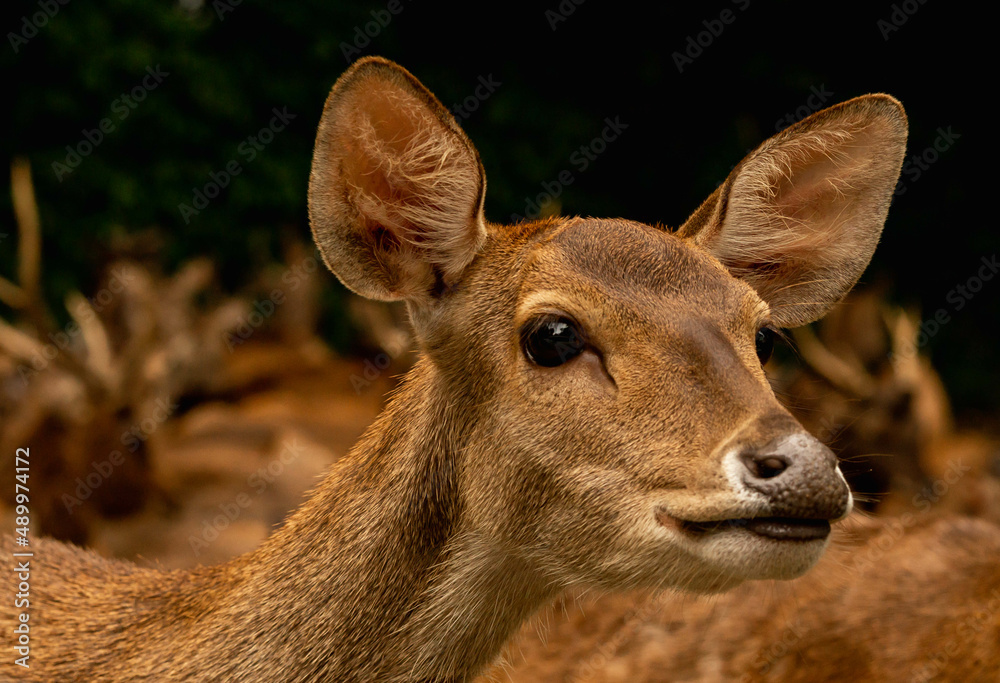 Types Of African Deer