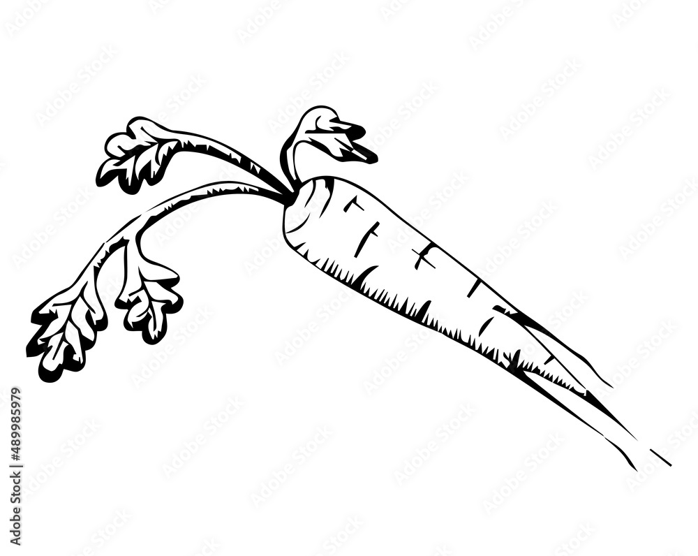 Carrot. Vegetable. Graphics. Hand drawing. Vector illustration isolated ...