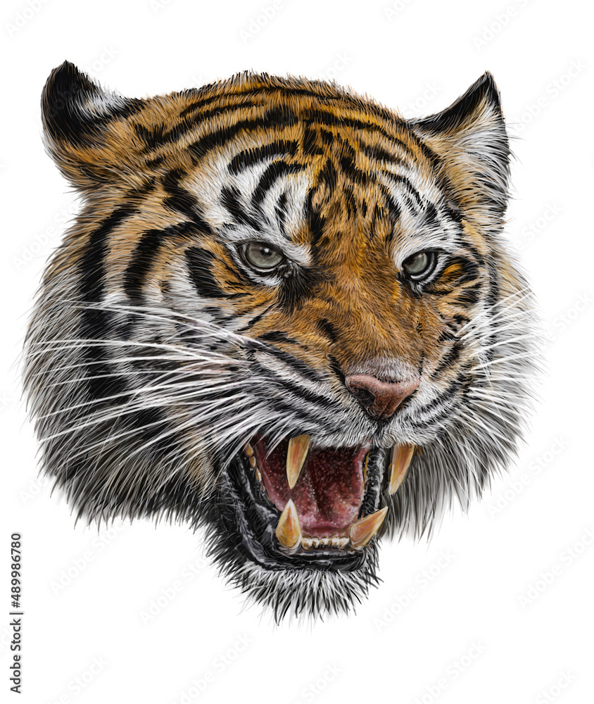 Realistic tiger head angry hand draw and paint color with clipping path ...