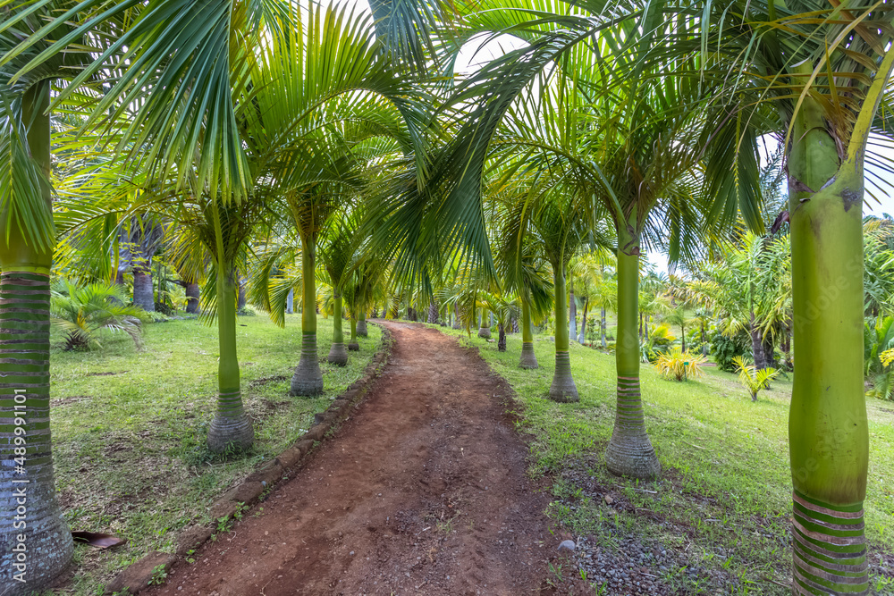 Parc des palmiers, île de La Réunion Stock Photo | Adobe Stock