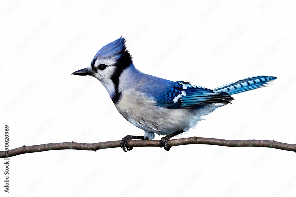 blue jay isolated on white background Stock Photo | Adobe Stock