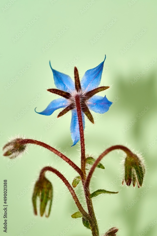 Isolated image of a borage plant,Scientific name Borago officinalis ...