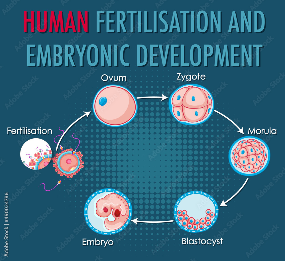 Human fertilisation and embryonic development in human infographic ...