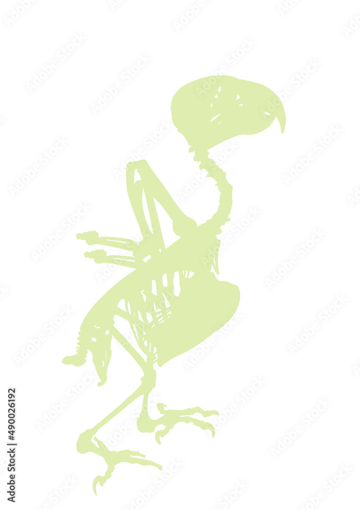 African Grey Parrot skeleton vector silhouette illustration isolated on ...