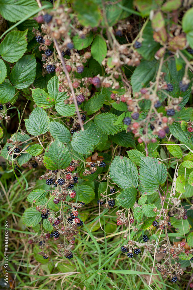 Foraging for wild food - summer bramble bushes full of fruit. Stock ...