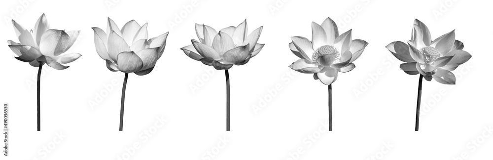 Lotus flower black and white collections isolated on white background ...