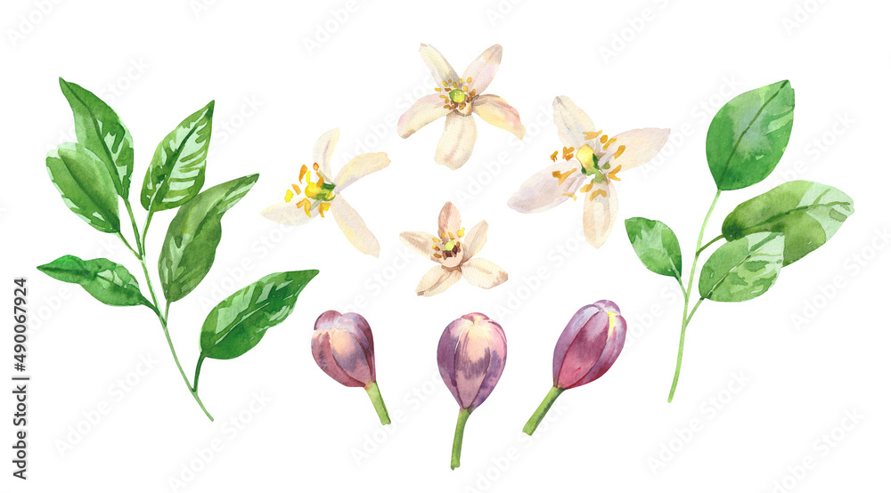 Watercolor hand painted citrus lime fruits, flowers and branches ...