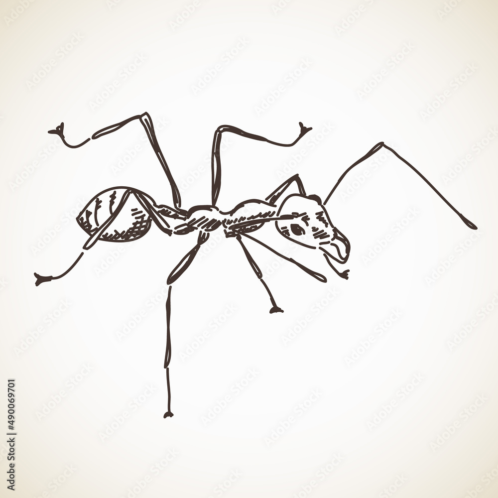Sketch of ant Hand drawn vector illustration Stock Vector | Adobe Stock