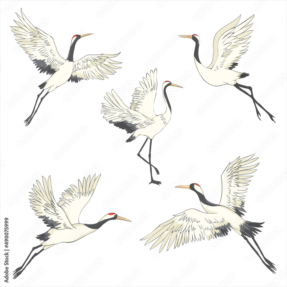 Flying White Crane Bird