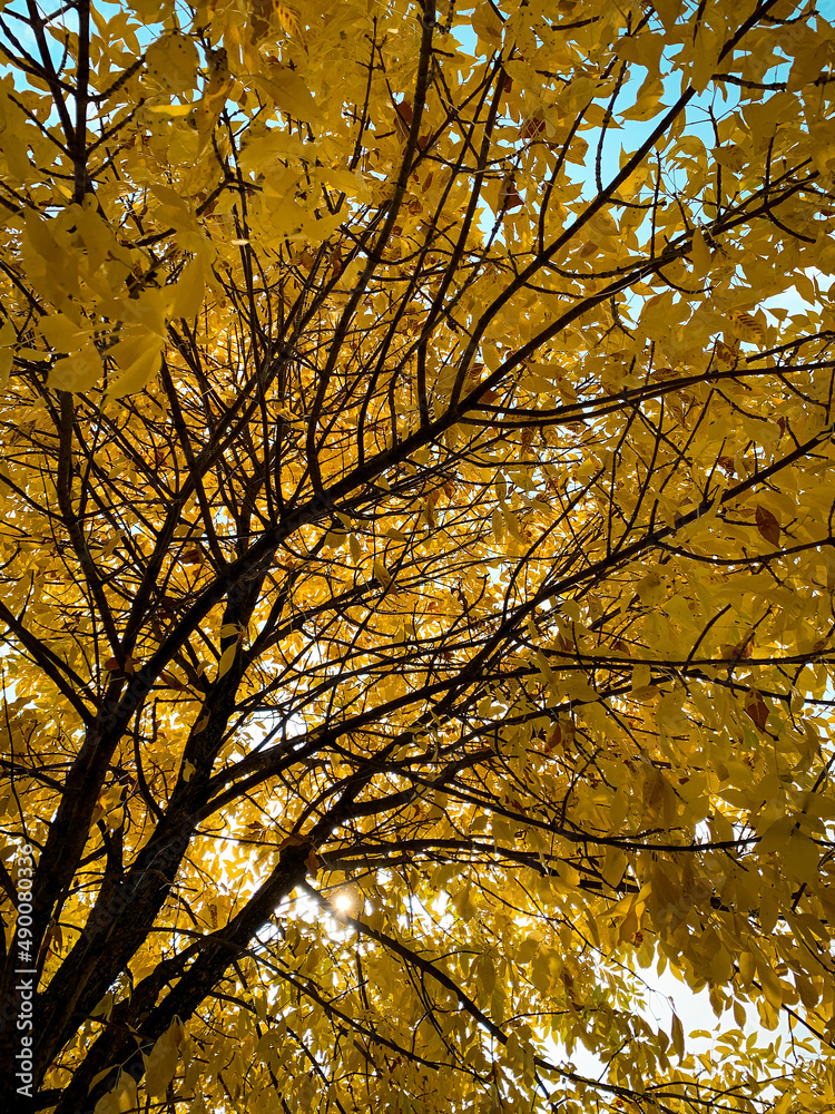 Autumn yellow leaves. Golden fall tree. Under the branches of autumn ...