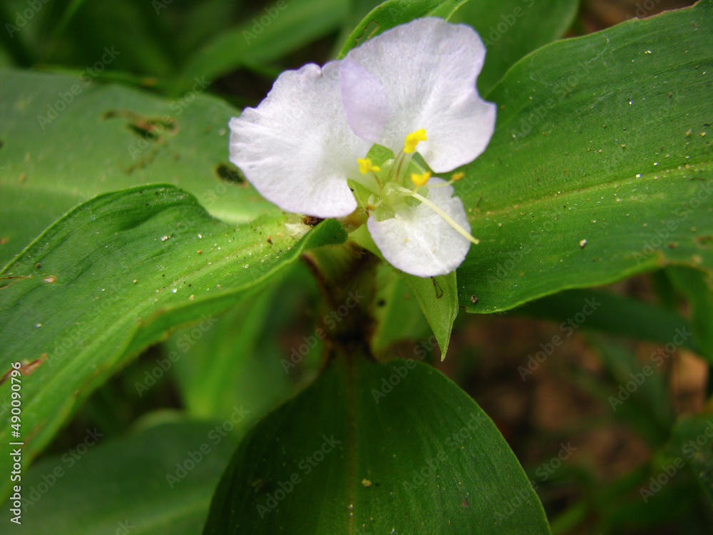 Virginia Dayflower in native habitat Stock Photo | Adobe Stock