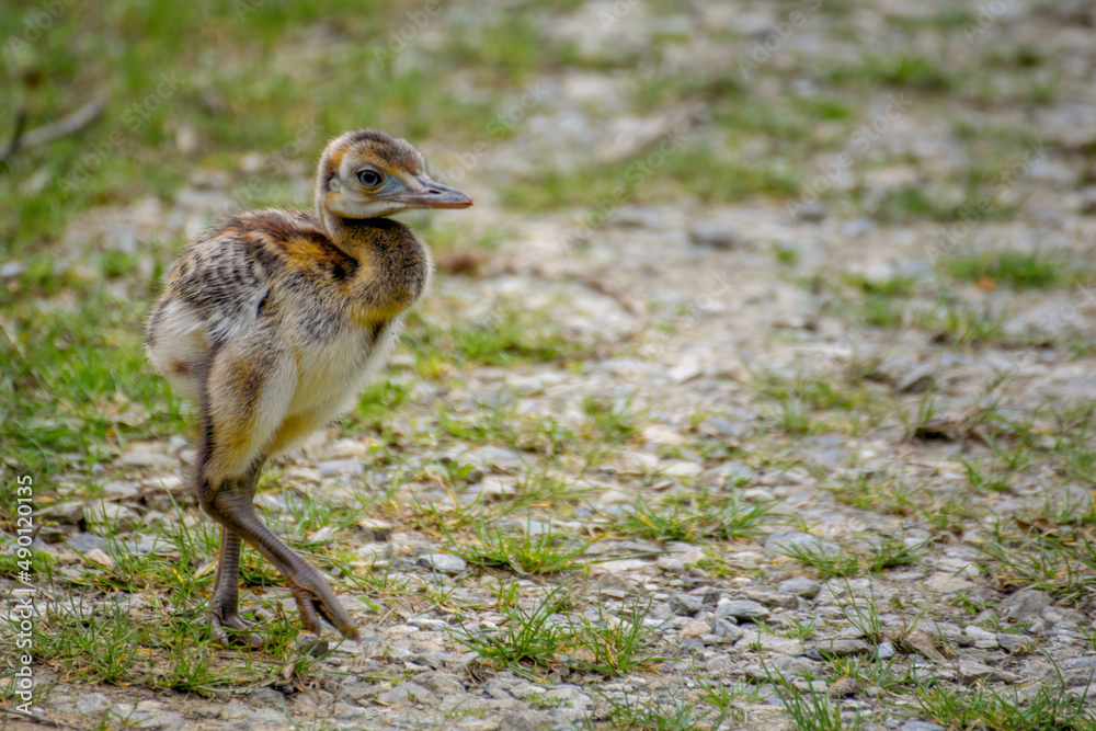 ente, bird, tier, natur, gans, wild lebende tiere, entchen, baby ...