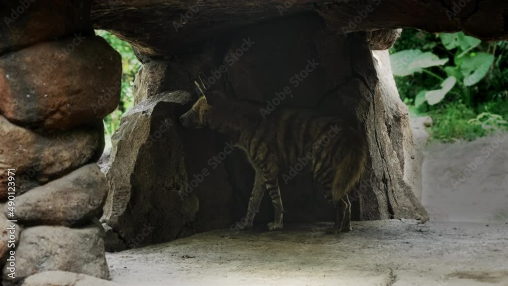 A striped hyena hides from the sun inside a stone cave. A fluffy hyena ...
