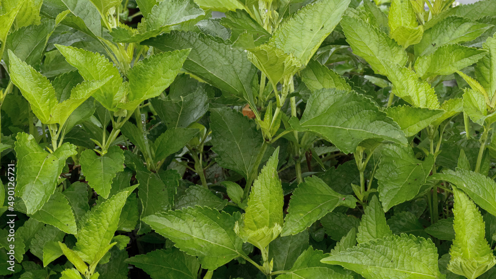 Green leaves of wild plants with side view Stock Photo | Adobe Stock