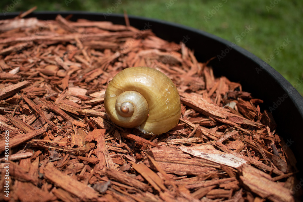 sleeping shell Stock Photo | Adobe Stock