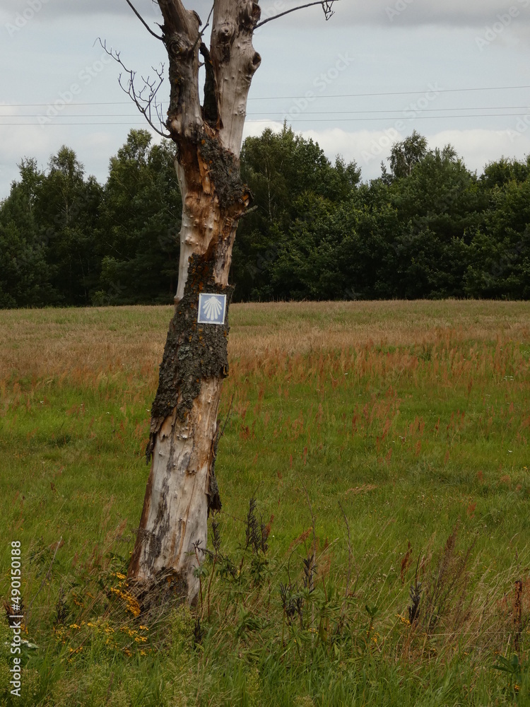 Yellow scallop shell symbol on a barkless tree - Pomeranian Way of ...