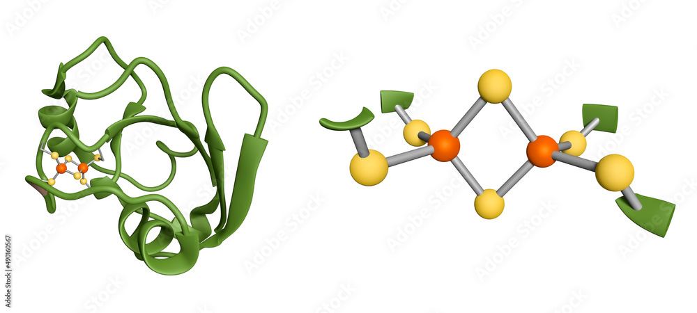 Ferredoxins are redox proteins with clusters of iron and sulfur in ...
