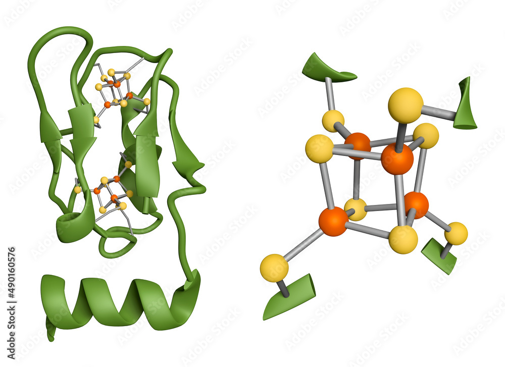 Plakat Ferredoxins are redox proteins with clusters of iron and sulfur ...