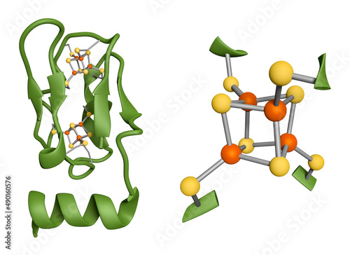 Plakat Ferredoxins are redox proteins with clusters of iron and sulfur ...