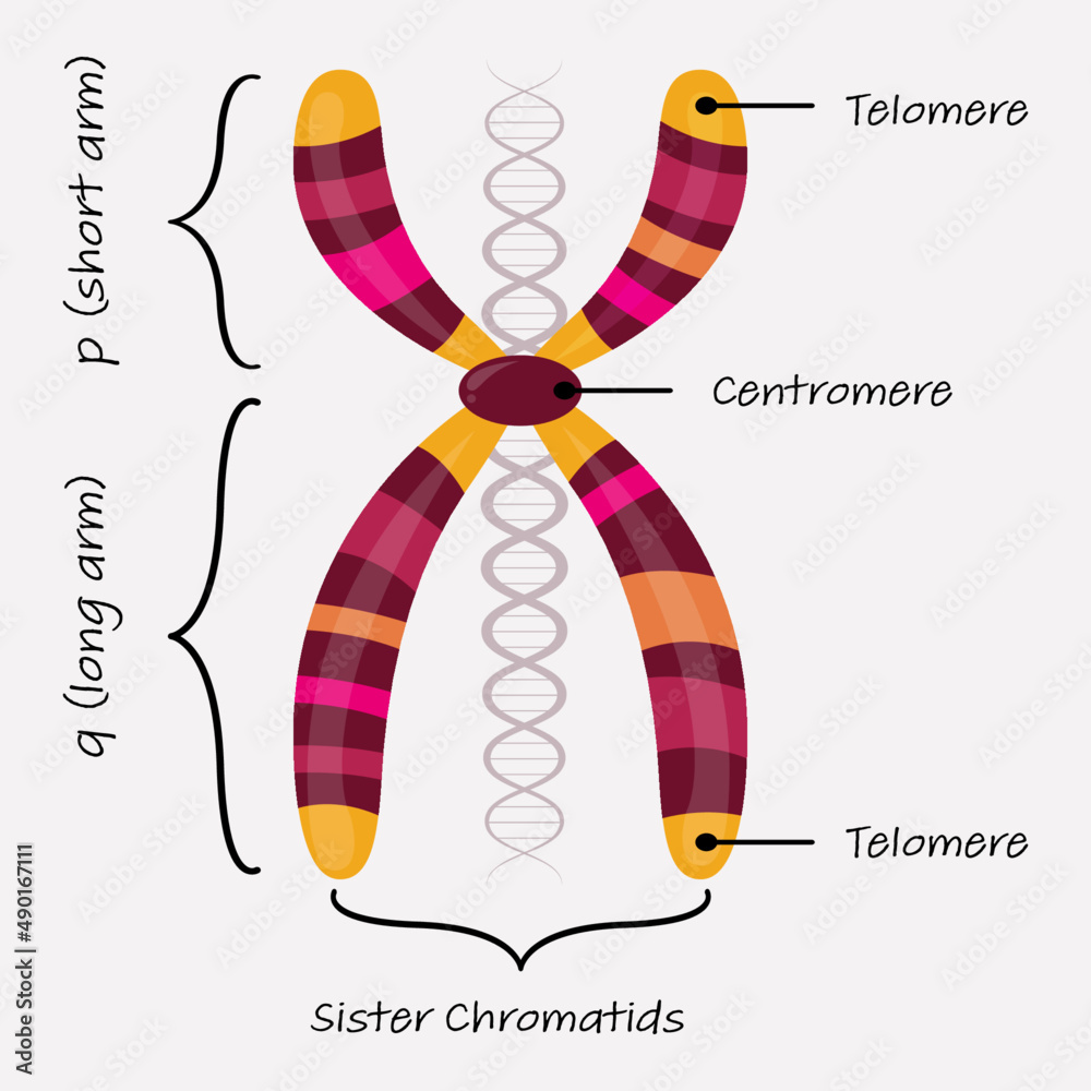 Diagram of autosome chromosome Stock Vector | Adobe Stock