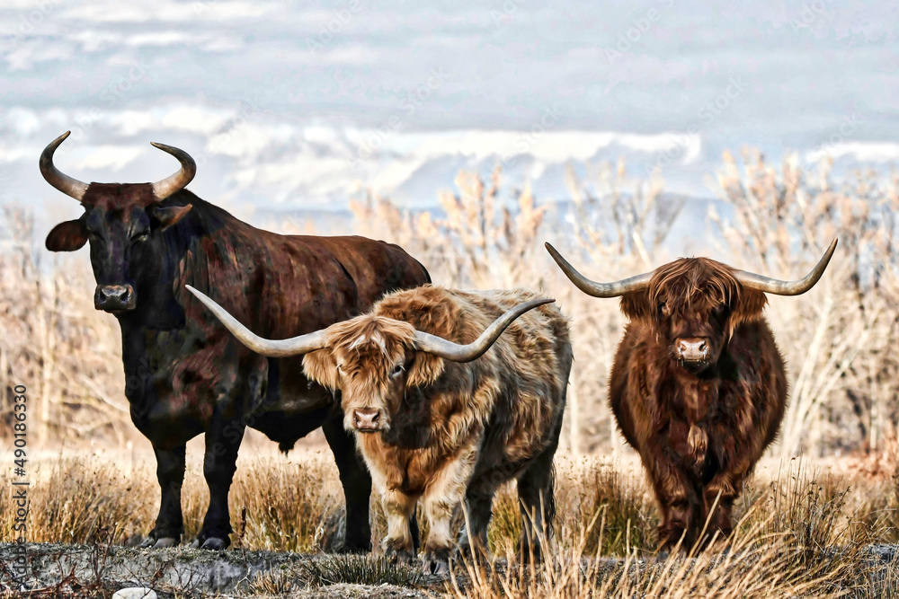 Serene view of 3 bulls in the field Stock Photo | Adobe Stock