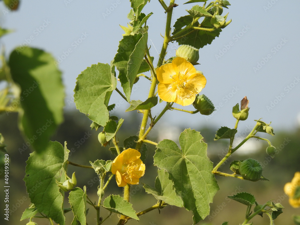 Abutilon Indicum