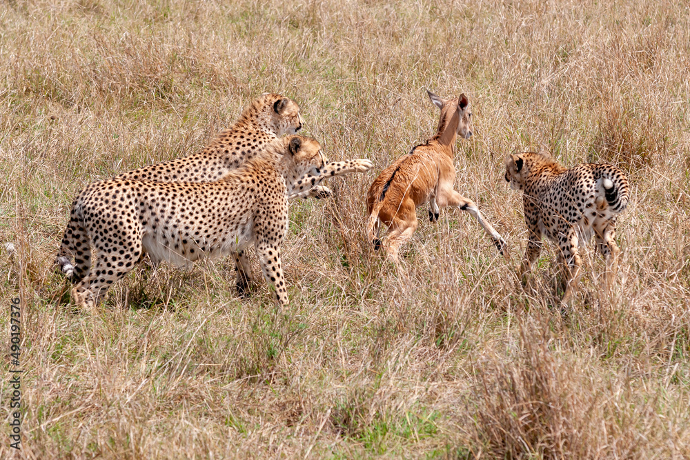 Cheetah Chasing Deer