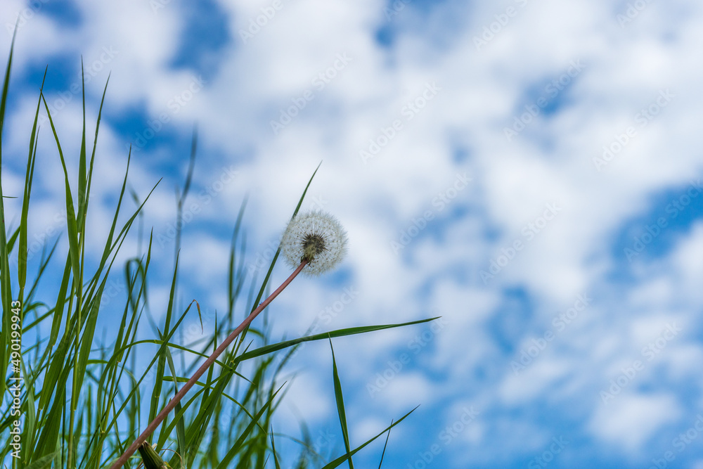 Low Angle Shot Of Flower