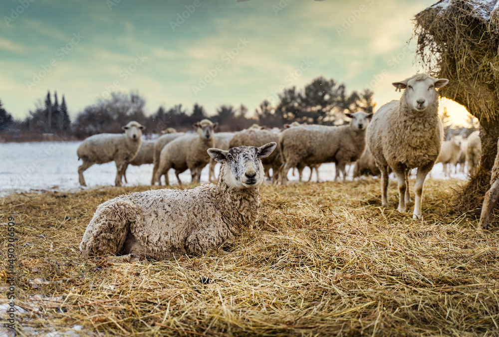 Selective focus shot of a sheep flock standing on hay and rice straw on ...