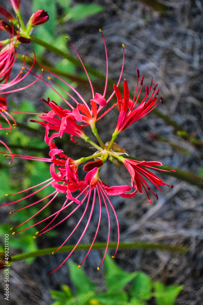 Vertical closeup of Lycoris radiata, known as the red spider lily, red ...