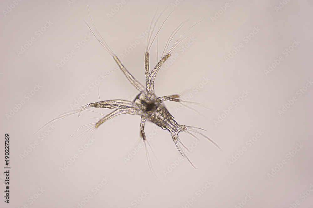 Nauplius stage of vannamei shrimp in light microscope, Shrimp larvae ...