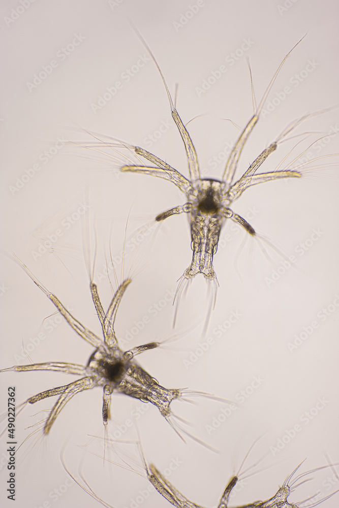 Nauplius stage of vannamei shrimp in light microscope, Shrimp larvae ...
