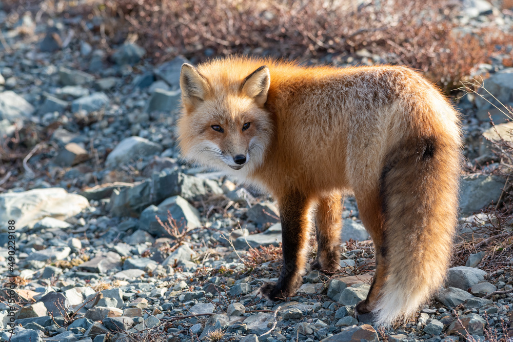 A close up of a wild young red fox with long red fur and a white fur ...