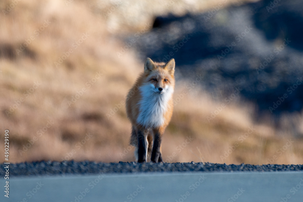 A close up of a wild young red fox with long red fur and a white fur ...