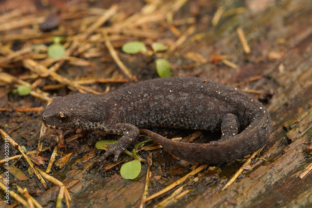 Alpine Newt