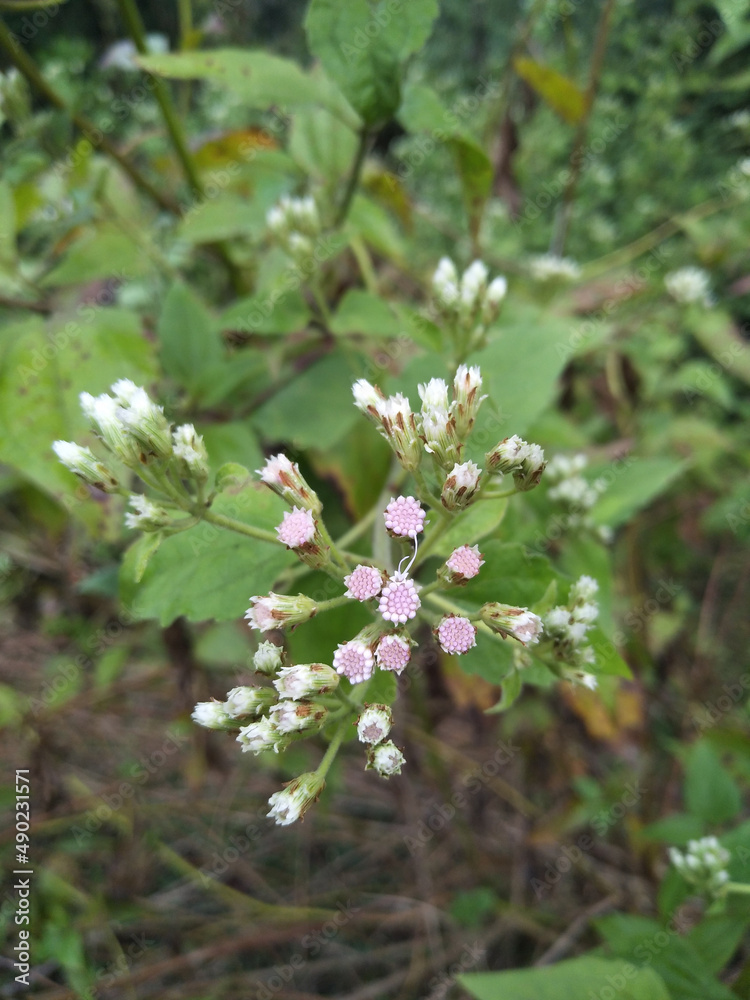 Chromolaena odorata is a tropical and subtropical species of flowering ...